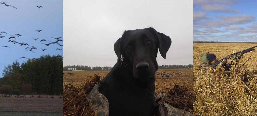 Alberta Goose Outfitters - Waterfowl Hunting & Guiding